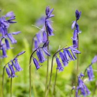 7 Different Types of Bluebells