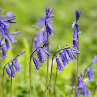 7 Different Types of Bluebells