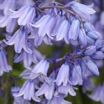 7 Different Types of Bluebells