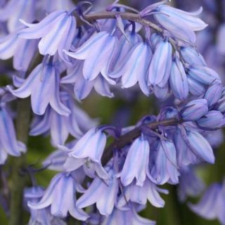 7 Different Types of Bluebells