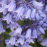 7 Different Types of Bluebells