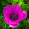 10 Pink Perennial Flowers for a Vibrant Garden