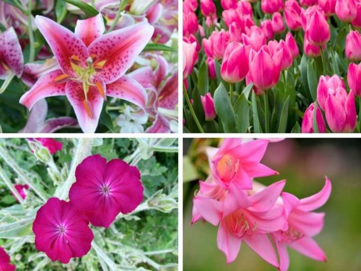 10 Pink Perennial Flowers for a Vibrant Garden