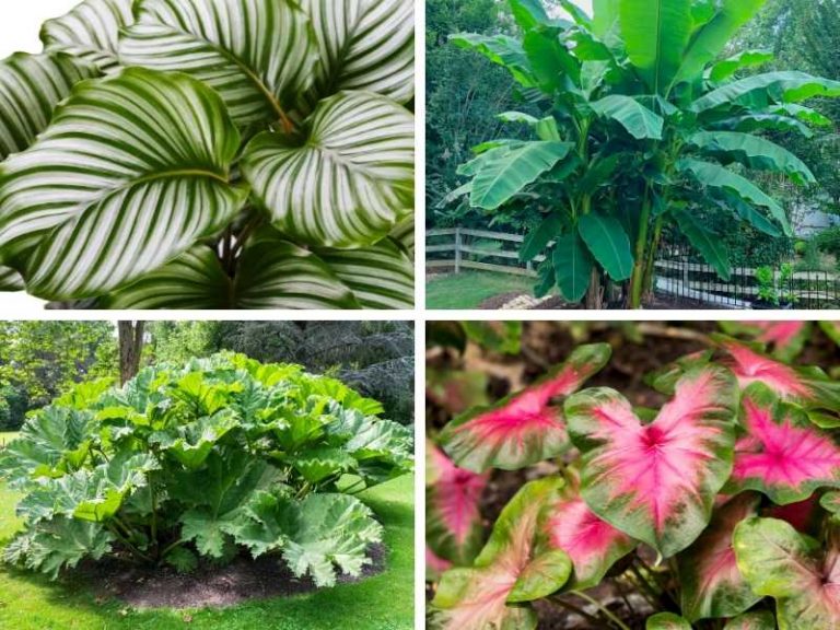 13 Plants with Large Leaves for Outdoors and Indoors