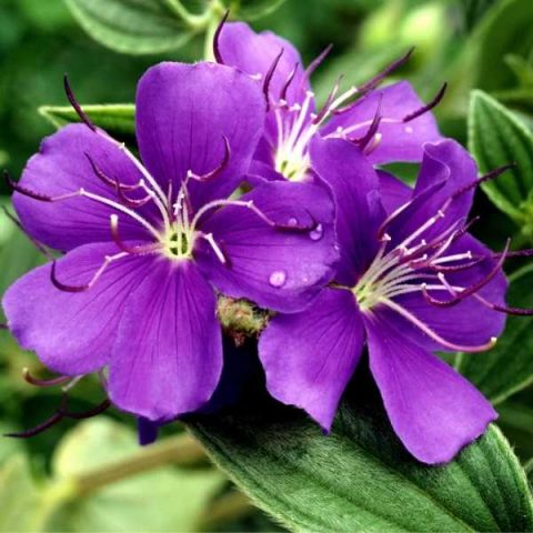 9 Purple Perennial Flowers to Beautify Your Garden