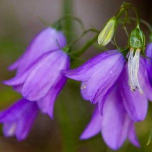 7 Different Types of Bluebells