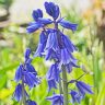 7 Different Types of Bluebells