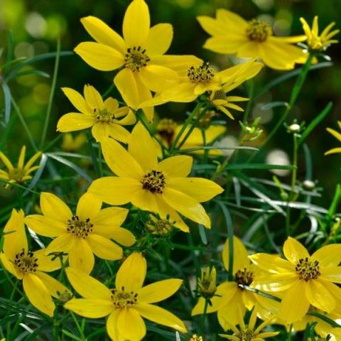 12 Yellow Perennial Flowers to Add Brightness to Your Garden