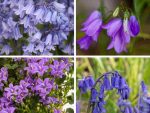 7 Different Types of Bluebells