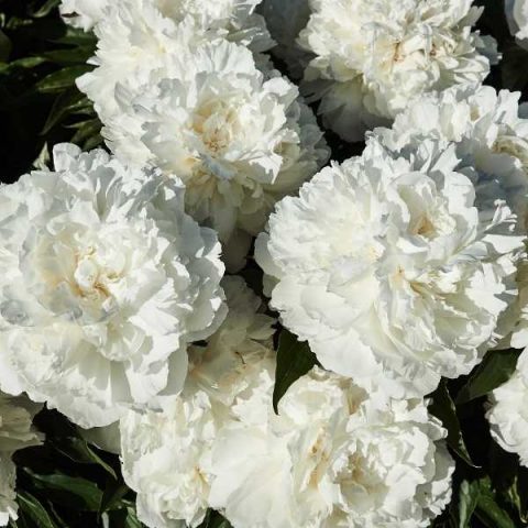 10 White Perennial Flowers for a Glowing Garden or Yard