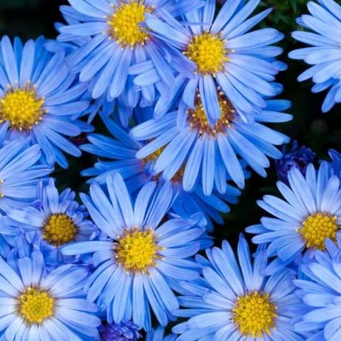 11 Blue Perennial Flowers for a Stunning Garden or Yard
