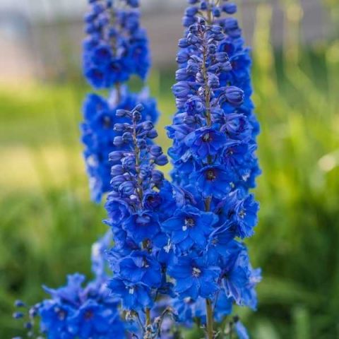 11 Blue Perennial Flowers for a Stunning Garden or Yard