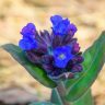 11 Blue Perennial Flowers for a Stunning Garden or Yard