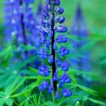 11 Blue Perennial Flowers for a Stunning Garden or Yard
