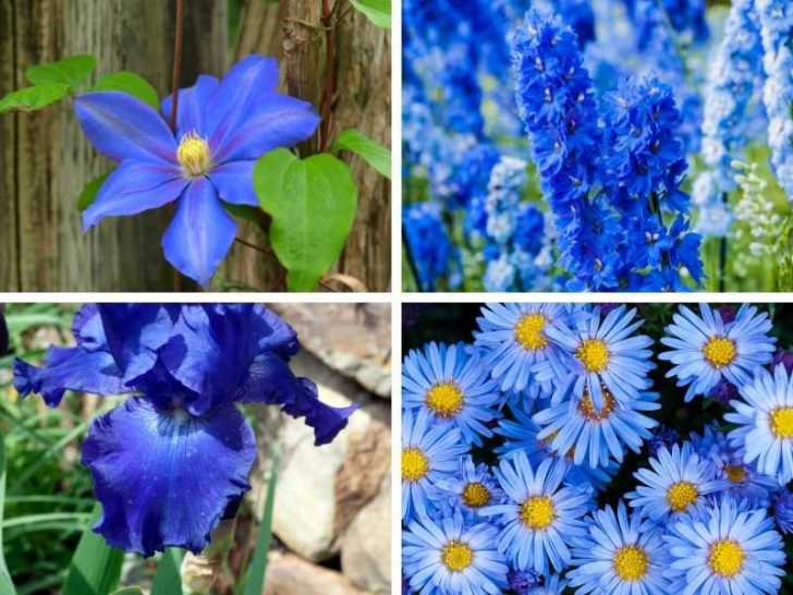 11 Blue Perennial Flowers for a Stunning Garden or Yard