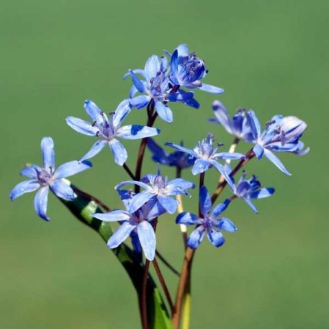 11 Blue Perennial Flowers for a Stunning Garden or Yard