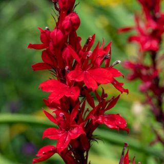 9 Red Perennial Flowers to Brighten Your Garden or Yard