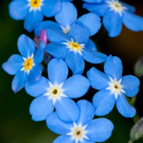 11 Blue Perennial Flowers for a Stunning Garden or Yard