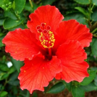 9 Red Perennial Flowers to Brighten Your Garden or Yard