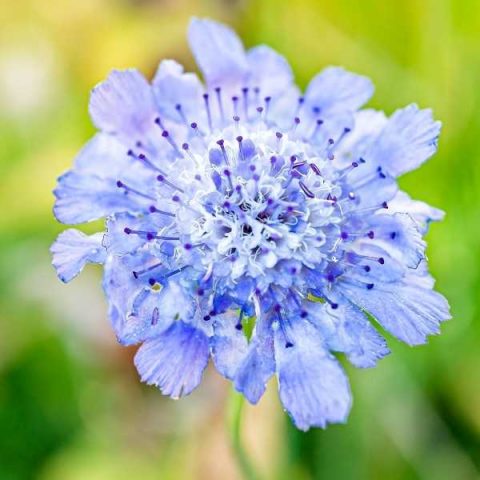 11 Blue Perennial Flowers for a Stunning Garden or Yard