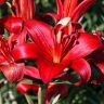 9 Red Perennial Flowers to Brighten Your Garden or Yard