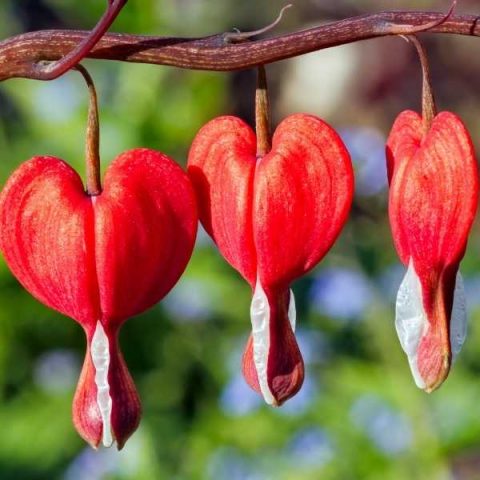 9 Red Perennial Flowers to Brighten Your Garden or Yard
