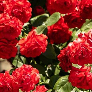 9 Red Perennial Flowers to Brighten Your Garden or Yard