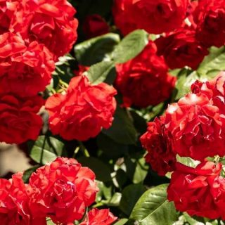 9 Red Perennial Flowers to Brighten Your Garden or Yard