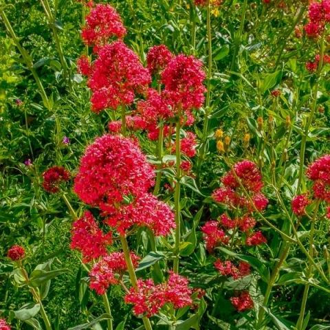 9 Red Perennial Flowers to Brighten Your Garden or Yard