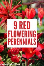 9 Red Perennial Flowers to Brighten Your Garden or Yard