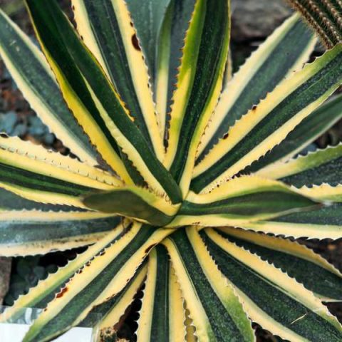 15 Plants with Variegated Leaves for Indoors and Outdoors!