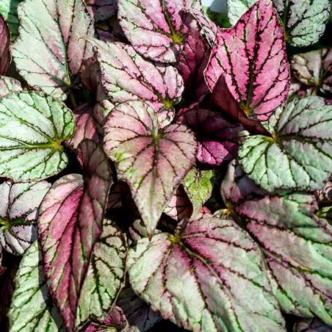 15 Plants with Variegated Leaves for Indoors and Outdoors!