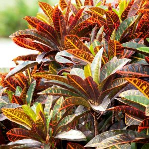 15 Plants with Variegated Leaves for Indoors and Outdoors!