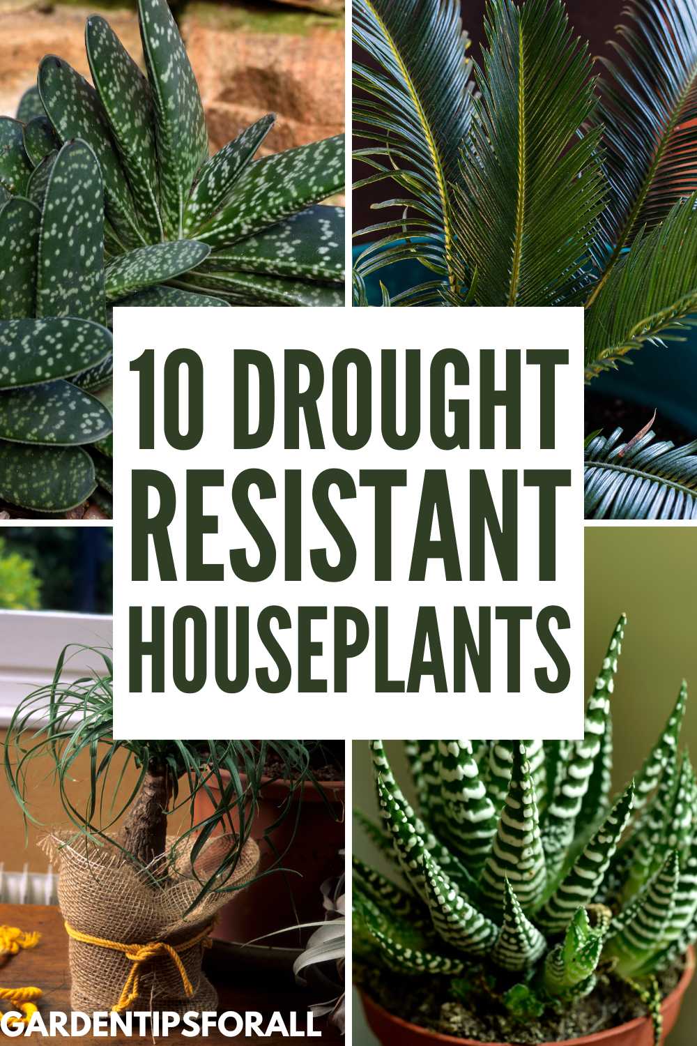 10 Drought Tolerant Houseplants that Are Easy to Maintain