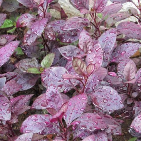 15 Plants with Variegated Leaves for Indoors and Outdoors!