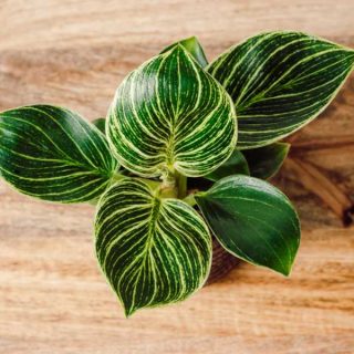 15 Plants with Variegated Leaves for Indoors and Outdoors!