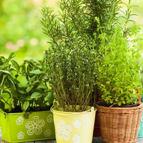 23 Best Vegetables to Grow in Southern California