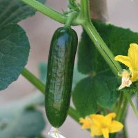 13 Best Vegetables to Grow in Virginia