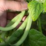 8 Best Vegetables to Grow in Florida