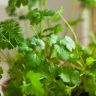 14 Best Plants for Windowsill (Herbs and Ornamental)