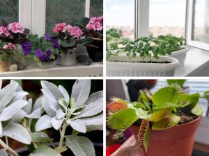 14 Best Plants for Windowsill (Herbs and Ornamental)