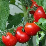 8 Best Edible Climbing Plants to Grow Vertically