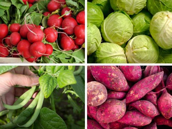 8 Best Vegetables to Grow in Florida