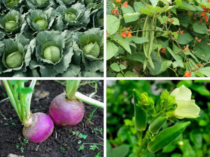 8 Best Vegetables to Plan in April (in Different Zones)