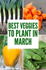 10 Best Vegetables to Plant in March in Various Zones