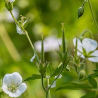 15 Different Types of Geraniums with Pictures