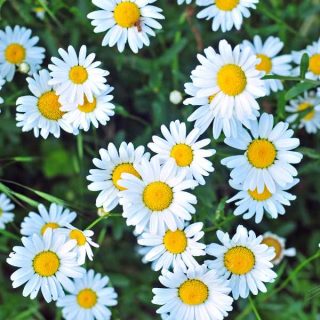 13 Different Types of Daisies (Varieties with Pictures)