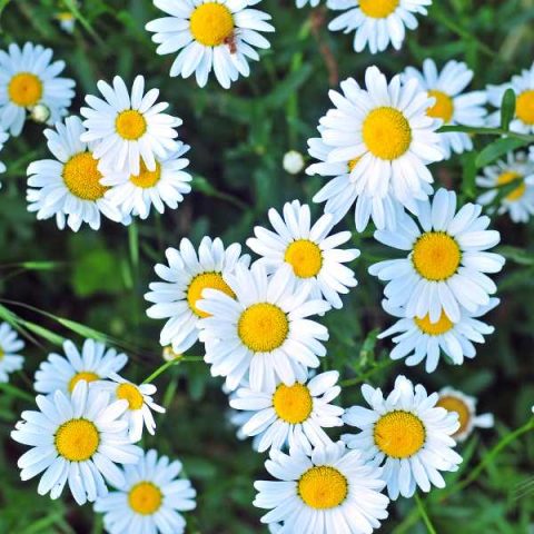 13 Different Types of Daisies (Varieties with Pictures)