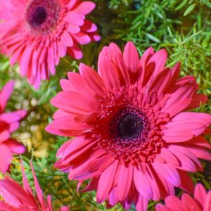 13 Different Types of Daisies (Varieties with Pictures)