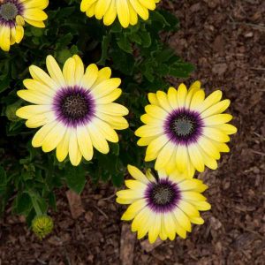 13 Different Types of Daisies (Varieties with Pictures)